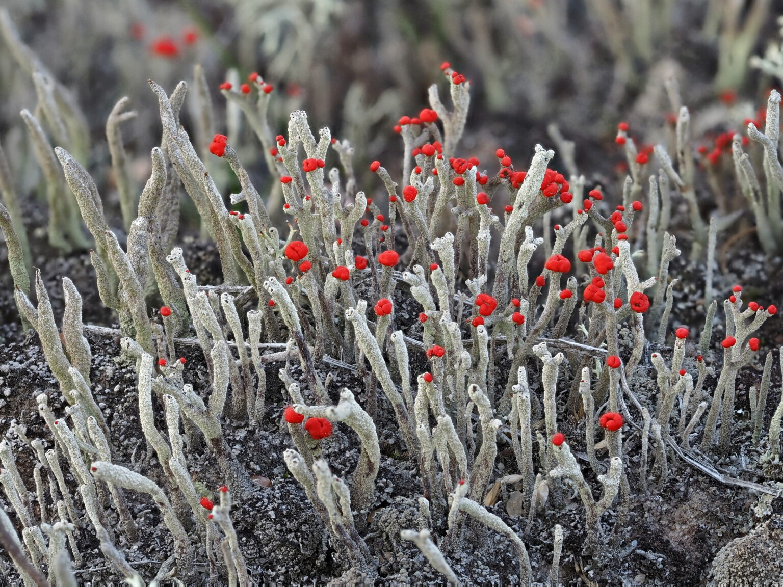 Kes on samblikud? - samblikud